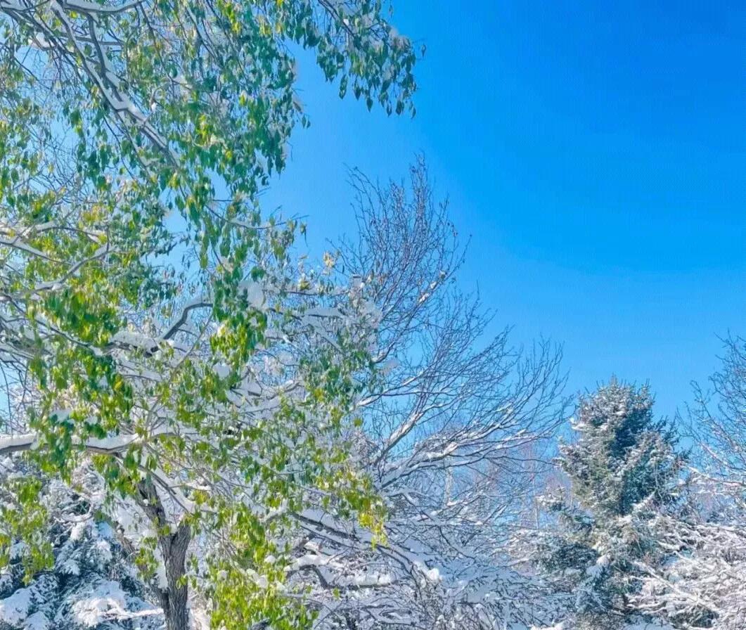 Oriental Literature [I Love You Snow in Saibei] - iMedia