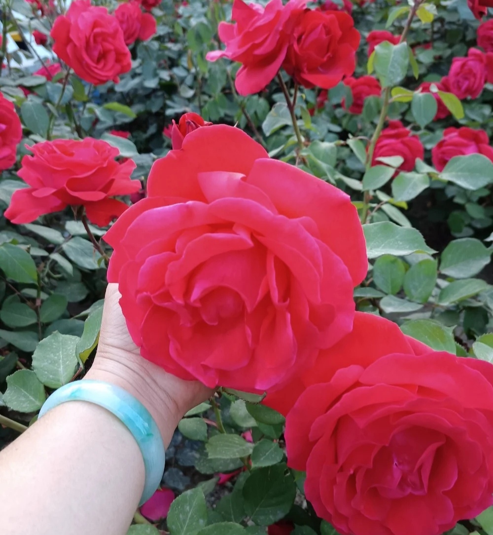 5 kinds of "deceptive flowers", love to deceive "big fools", don't buy ...