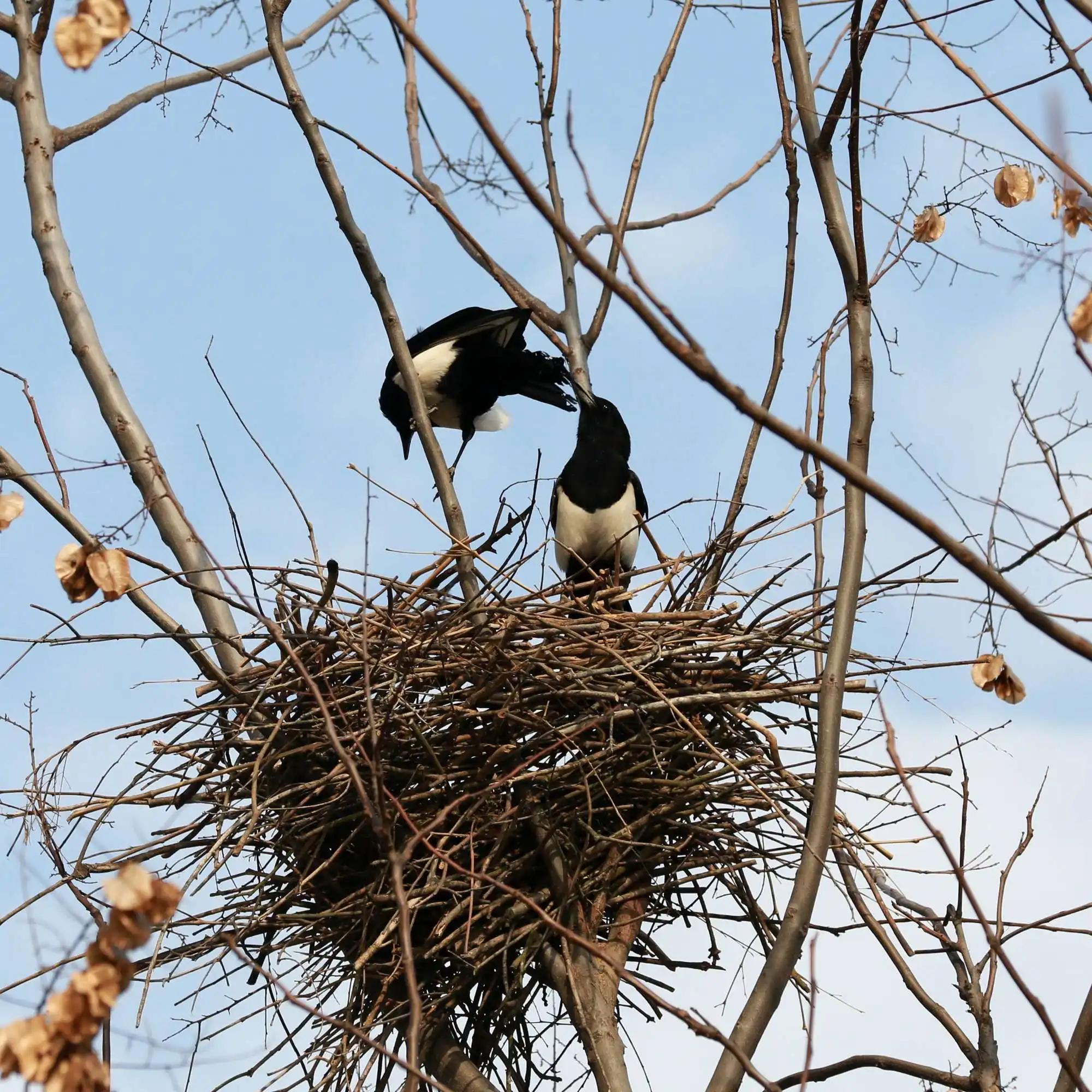 Watching magpies build their nests, thinking about where people come ...