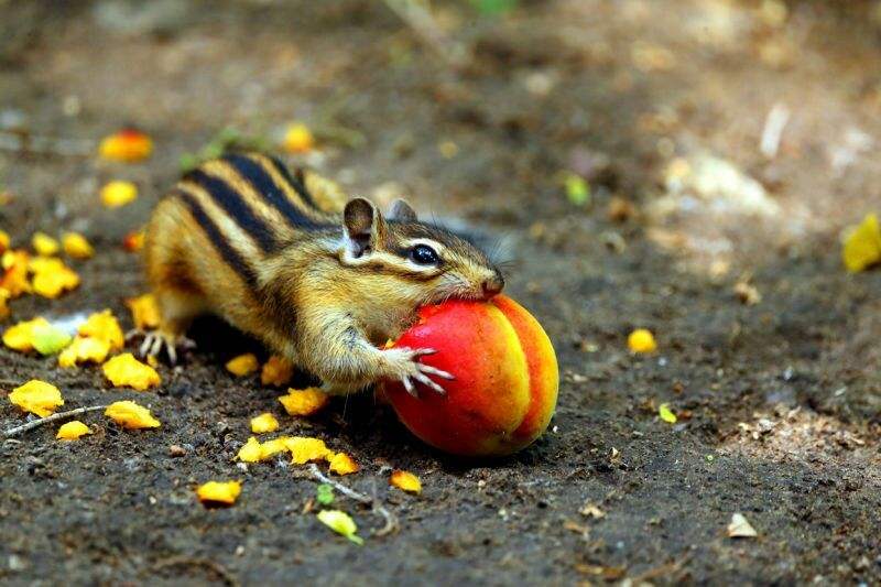 Chipmunk - Rodent Pet 3 - iNEWS