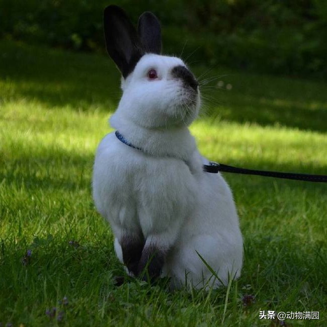 Species Encyclopedia: Himalayan Rabbit - iNEWS