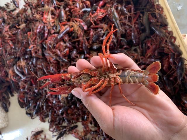 Crayfish are extremely harmful, but this small trash fish is the ...