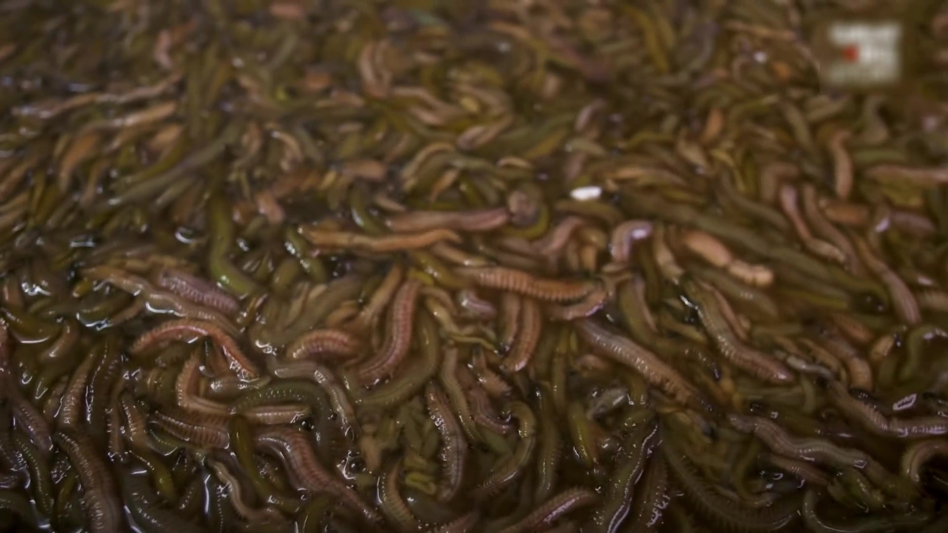 High energy ahead, Vietnamese sandworm pancakes, intensive phobias, and ...