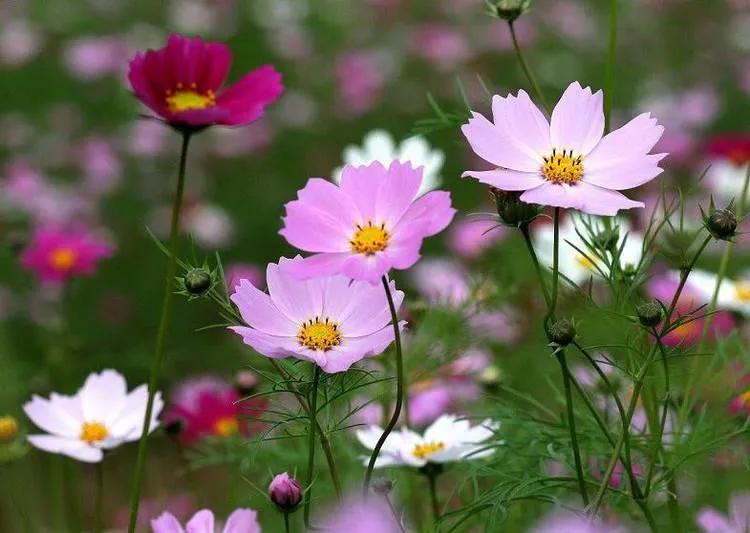 Under the blue sky and white clouds, the most beautiful Gesang flowers ...