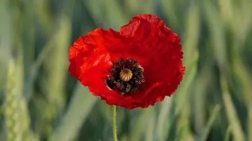 What are the four flowers of the underworld?What is the magic of the ...