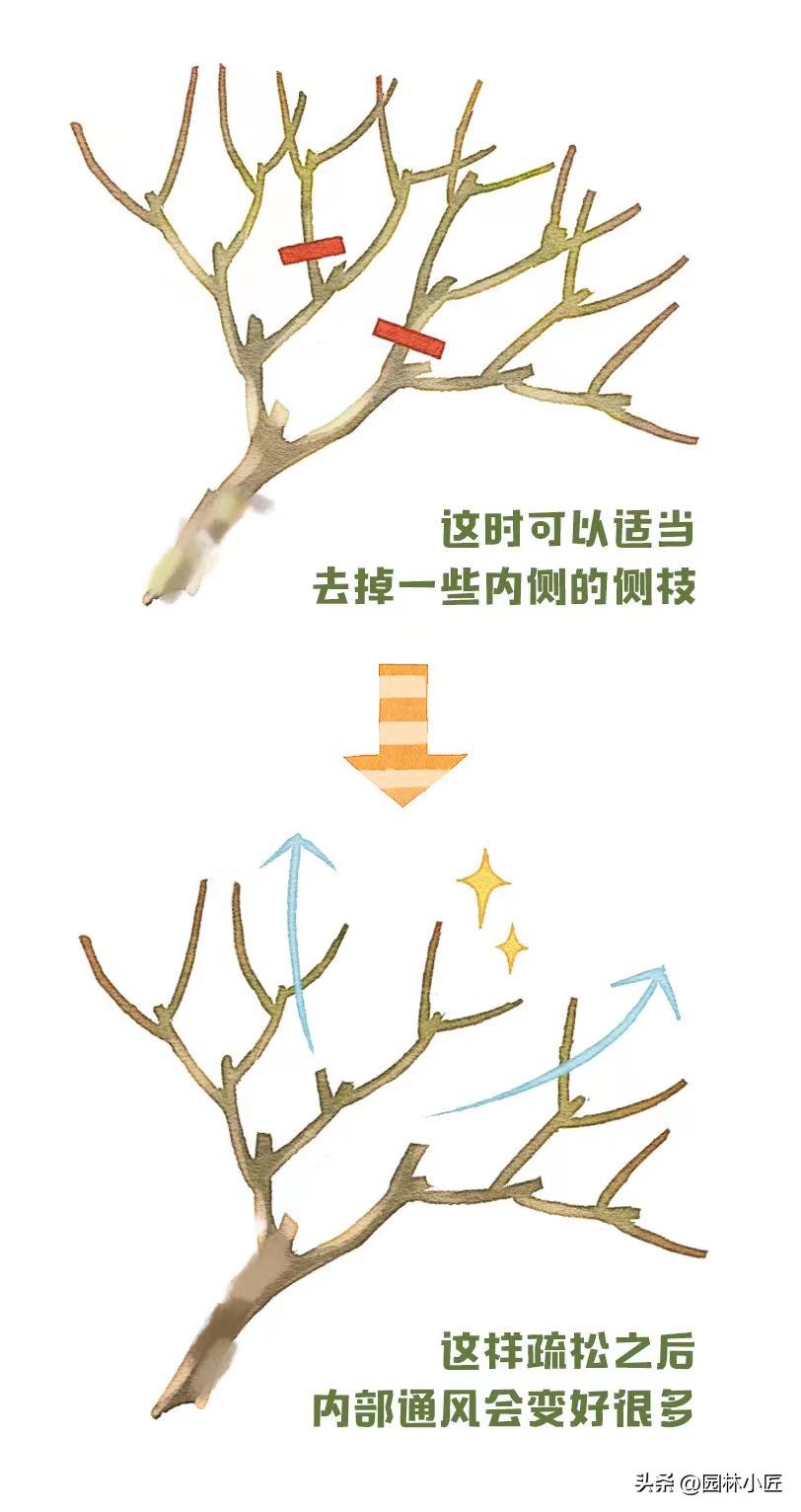 How are maple trees pruned in the garden? - iNEWS