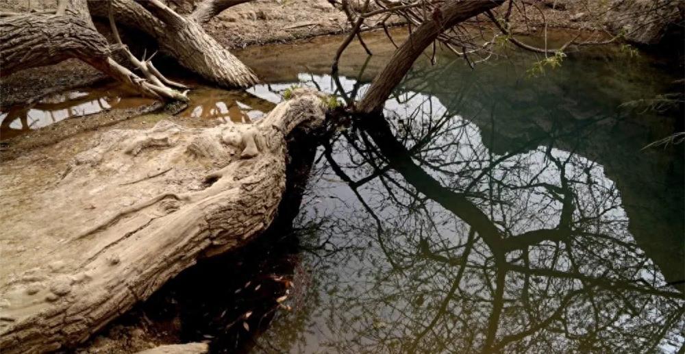 An ancient tree with a diameter of 3 meters was discovered in Xinjiang ...