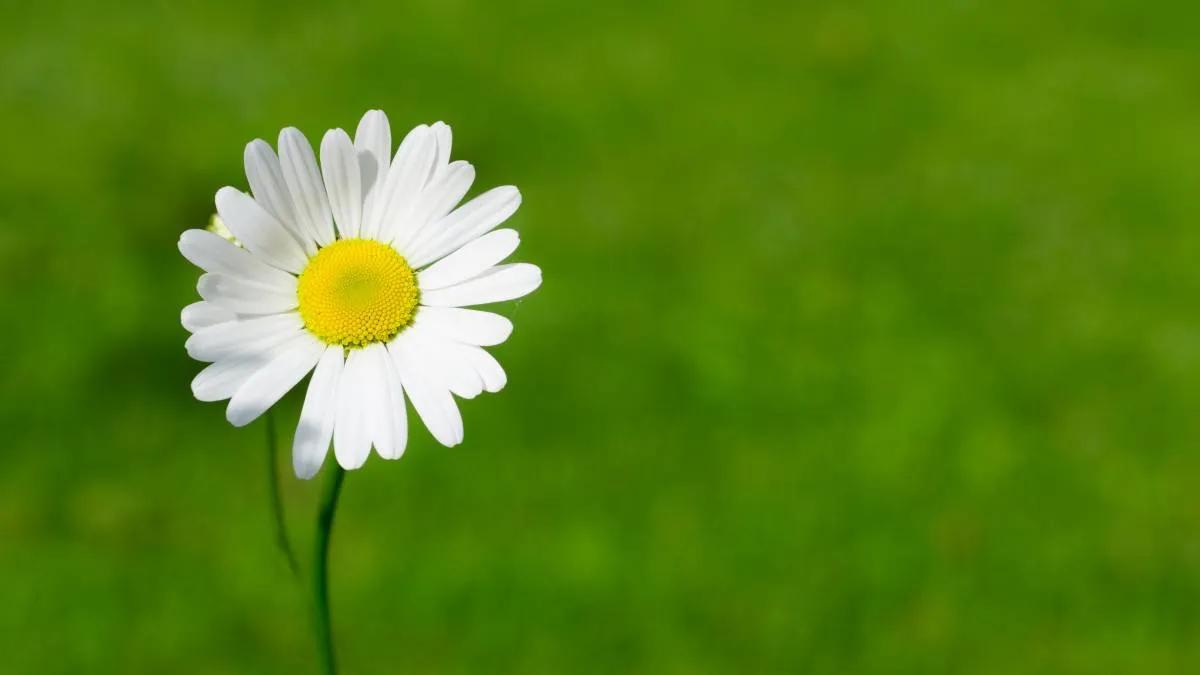 Daisy (Muse) - iNEWS