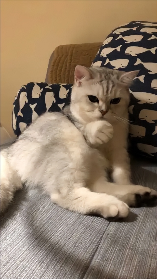 "Tired" of raising silver gradient cats?Understand its shortcomings ...