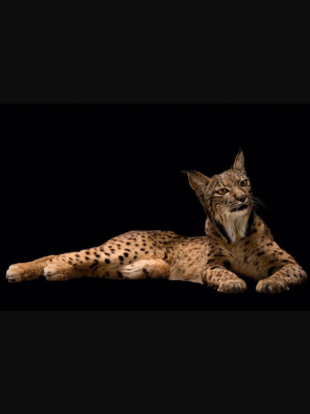 Following the Shadow of the Mountaintop: Exploring Lynx Ecology and ...