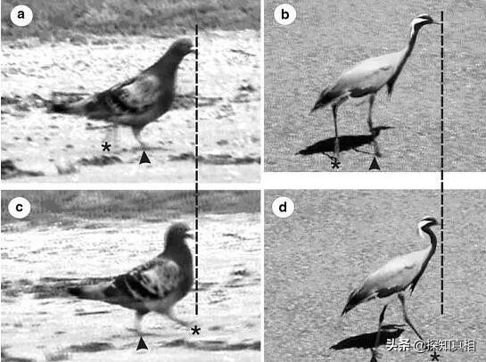 Why is the stability of the chicken head so strong? - iNEWS