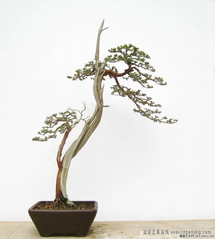 How does the double-stem towering bonsai pile material shape the idea ...