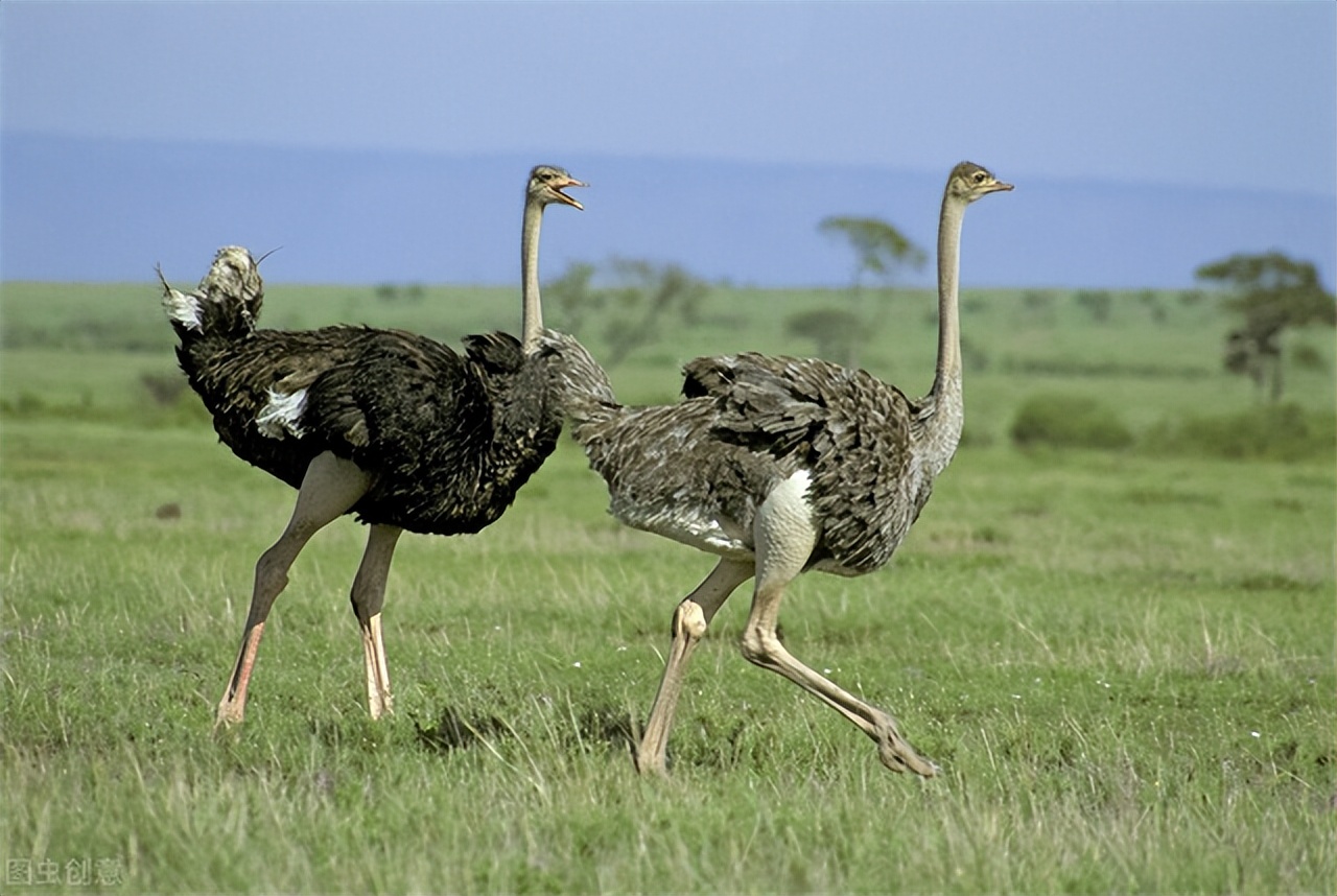 Without the ability to fly, what is the biological significance of ...