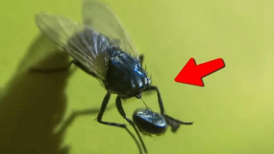 Incredible! The fly can turn its head down to play, and it can even ...