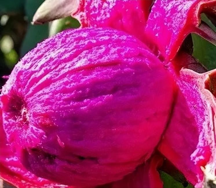 Chenyi Story: Jindu No. 1 red heart dragon fruit, giving a natural good ...