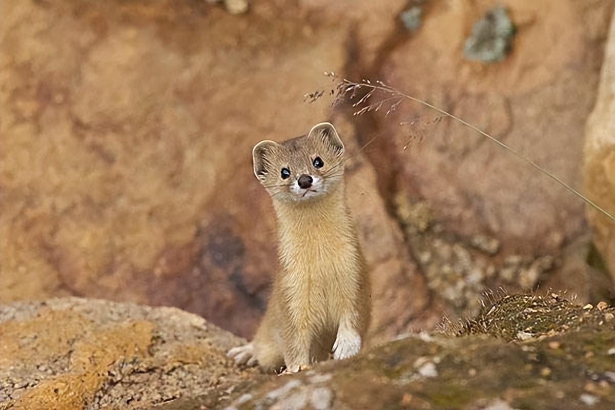 Can weasels be provoked? After reading these few things, maybe you will ...