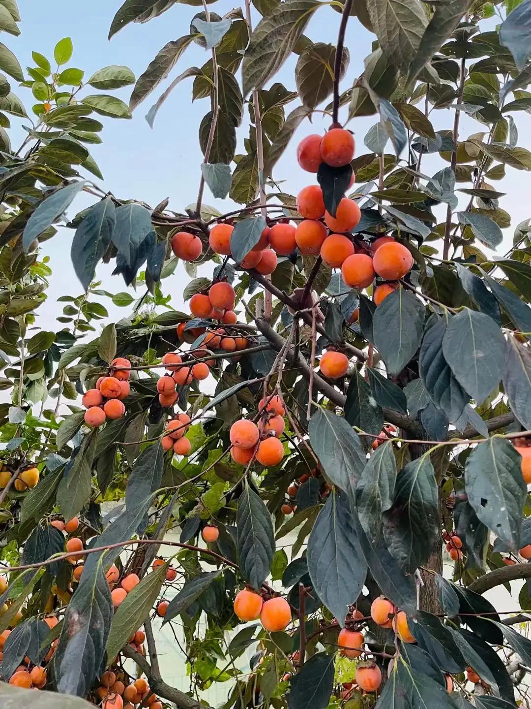 "Stable Storm" Love Autumn - iNEWS