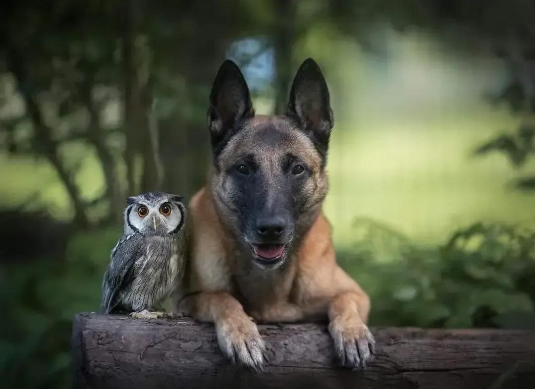 Animals also have harmonious photos - iNEWS