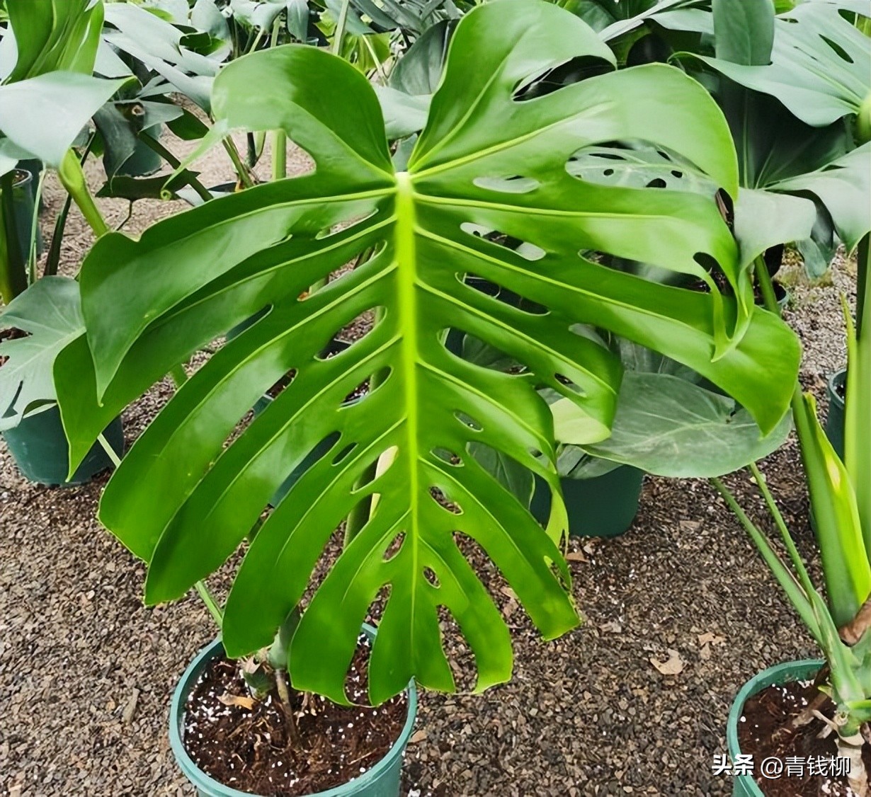 Detailed Explanation of Monstera Potted Plants - iNEWS