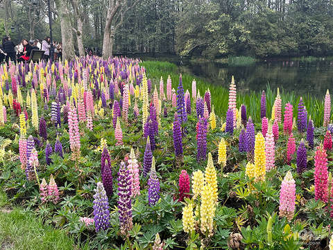 [The person who created spring] There are tens of thousands of tulips ...
