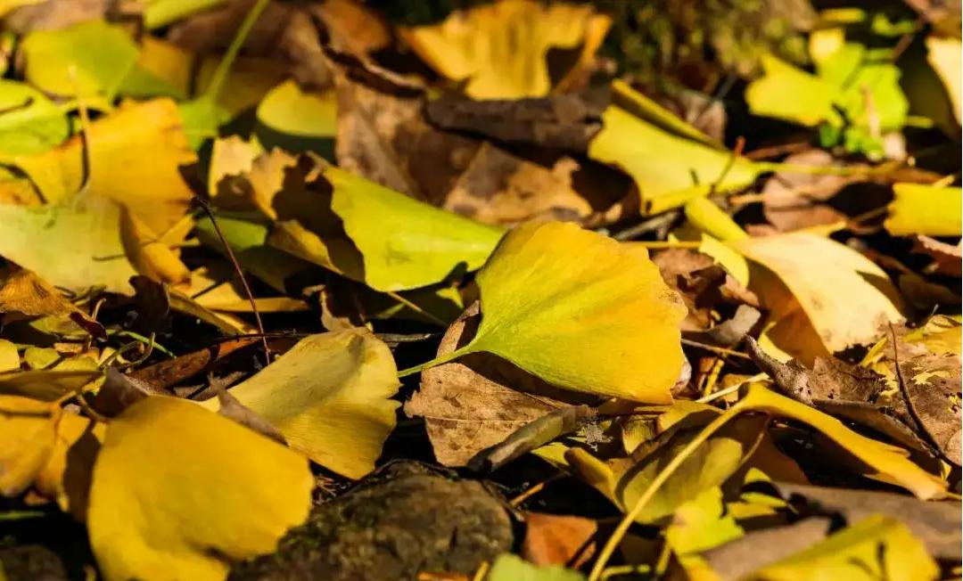 Why are ginkgo trees all over the street an endangered species?Gene ...