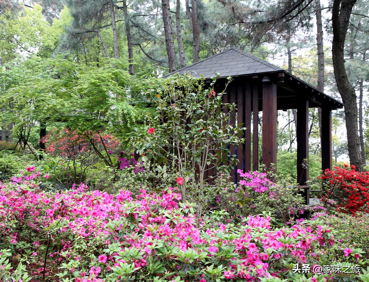 The romance that belongs to Hangzhou - Linping Park, the mountains are full of rhododendrons ...