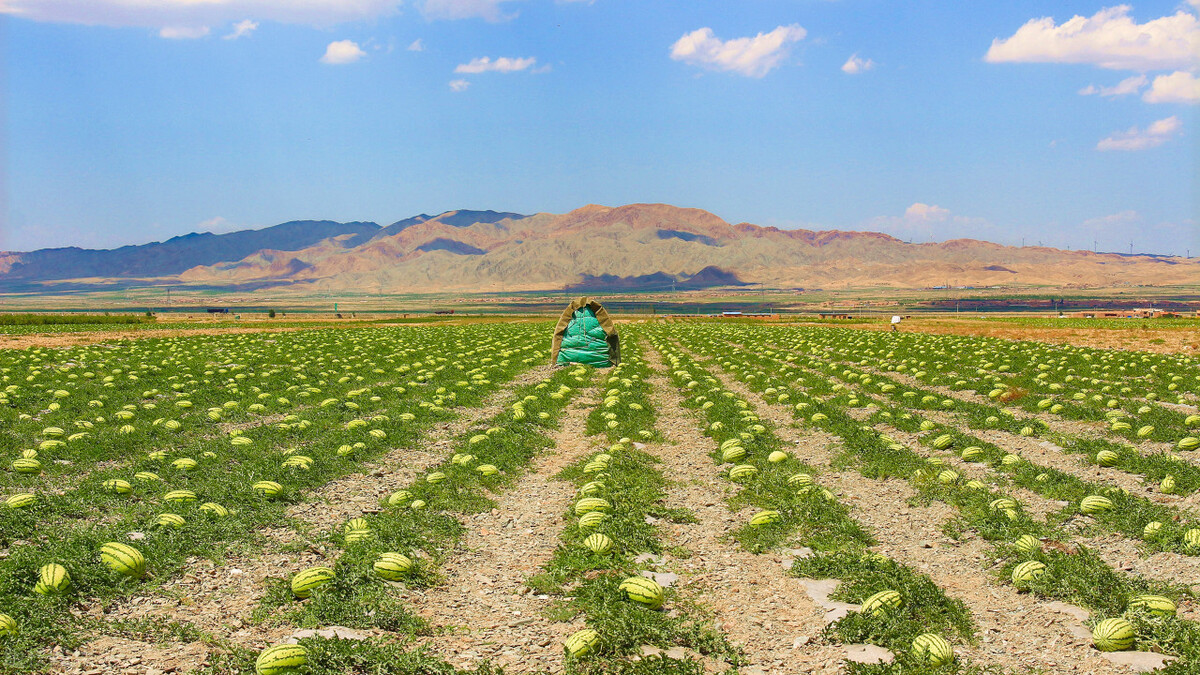 The top five list of the most delicious watermelon in China, see if ...