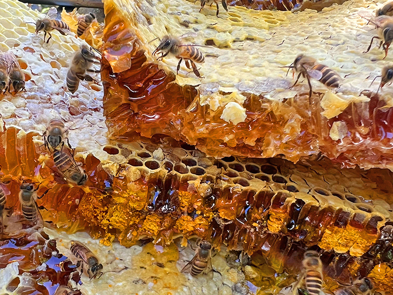 What does authentic honey taste like? How to identify real and fake ...