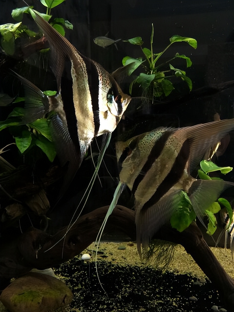 The suitable environment and lighting for angelfish - iNEWS