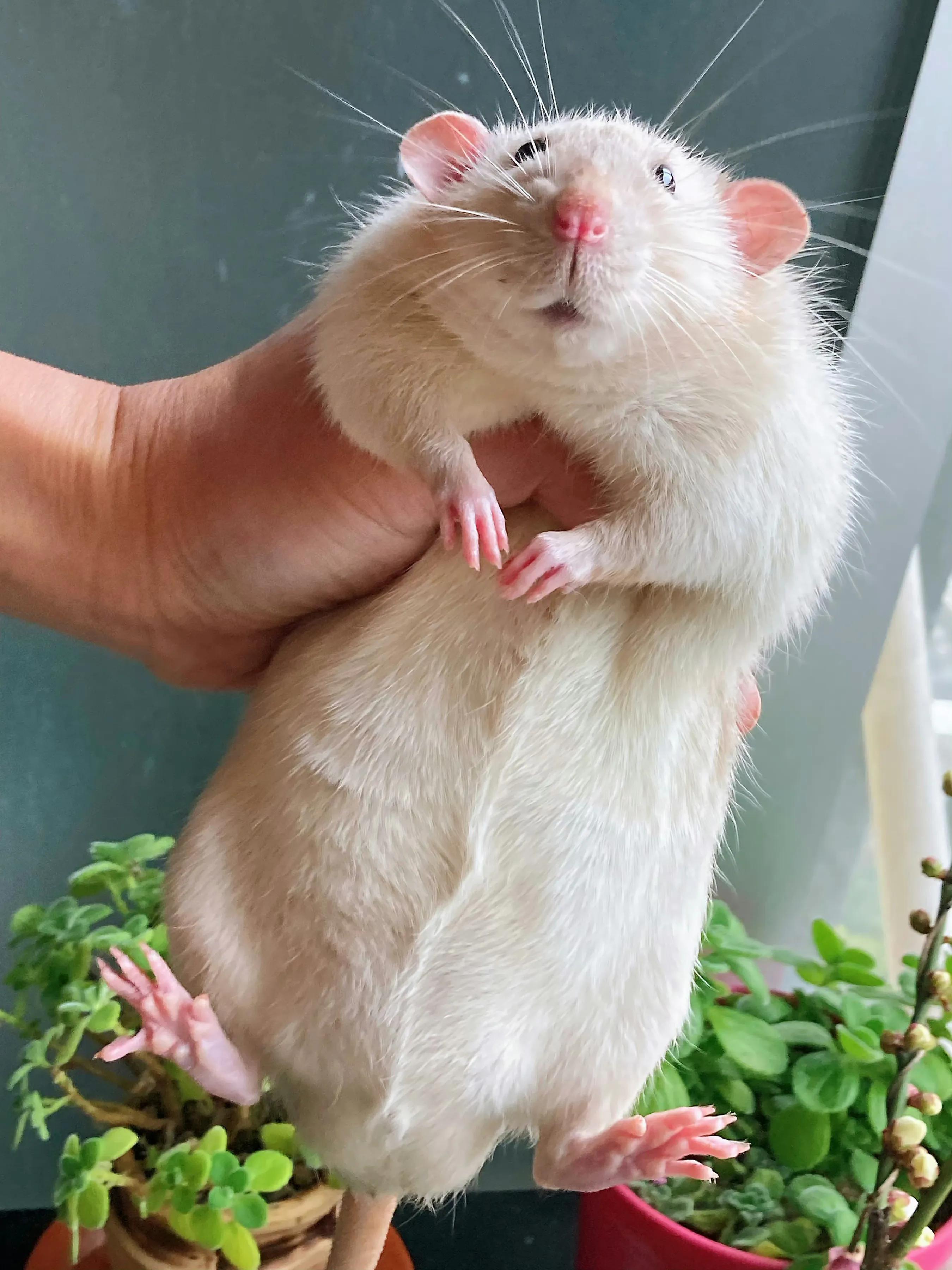 The story of the mouse that crossed the street and finally became a ...