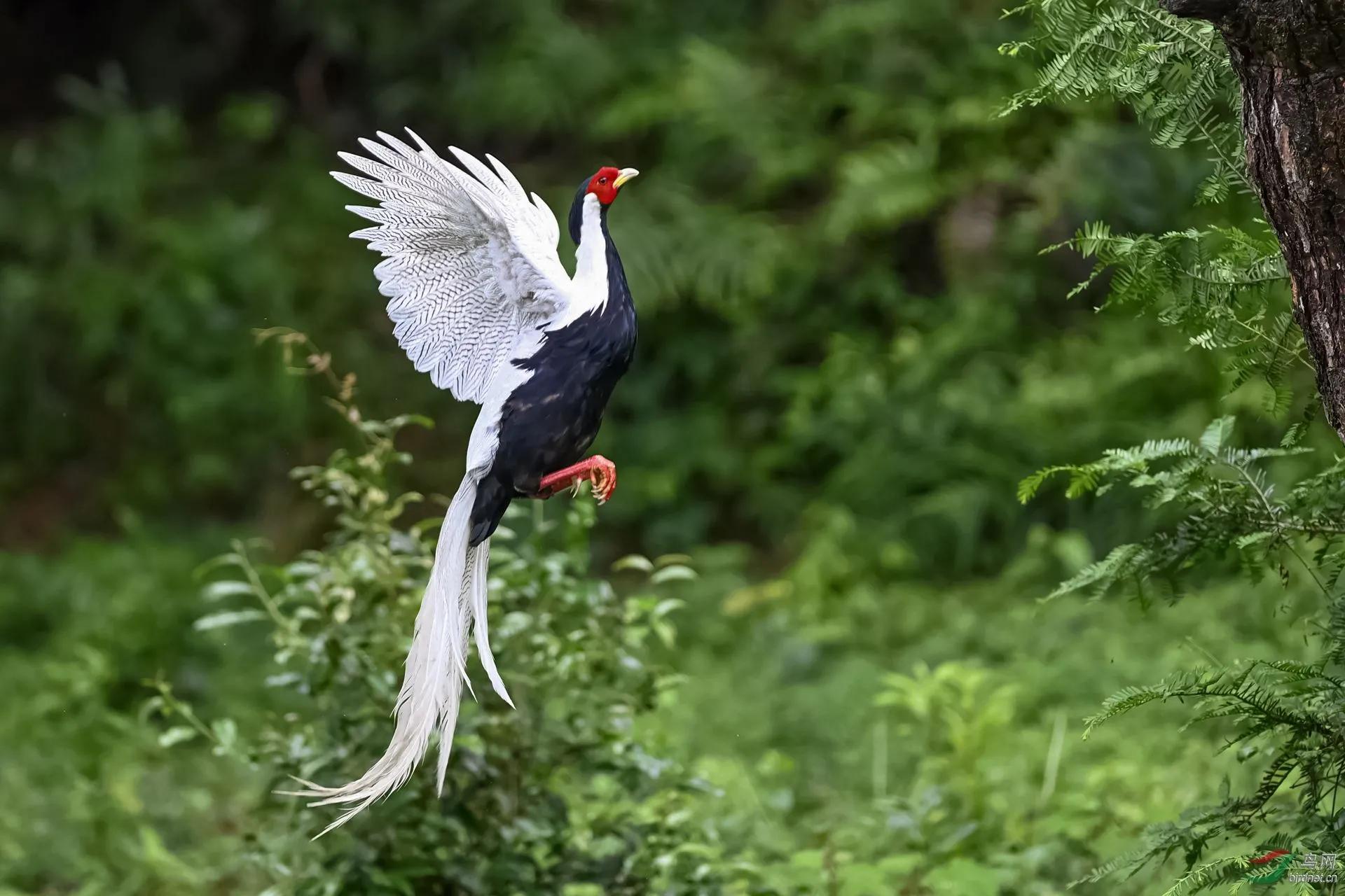 "White Phoenix" appeared in Zhangzhou - iNEWS