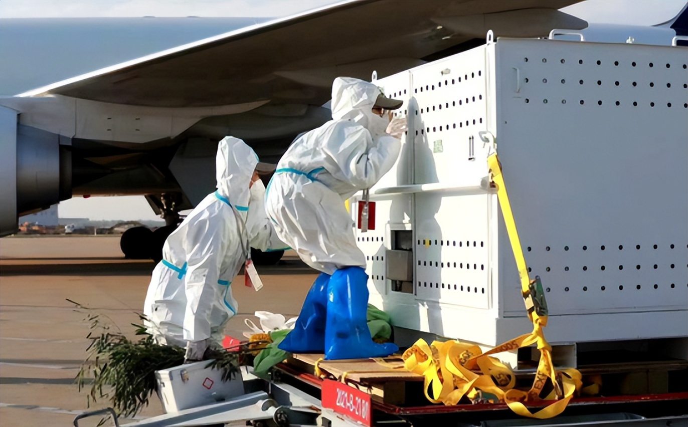 Yaya lived comfortably when she returned to China, with plenty of ...