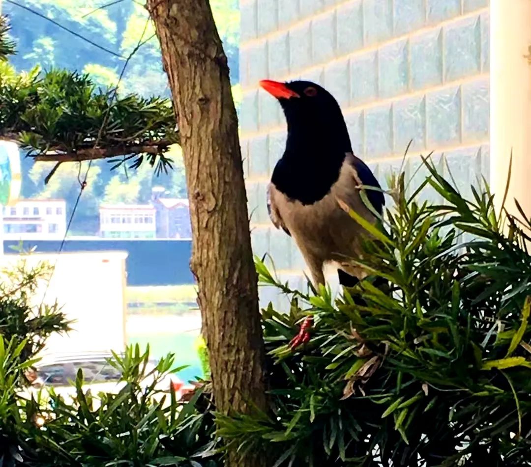 Original prose: The four eager birds on the wooden pick are gone, I ...