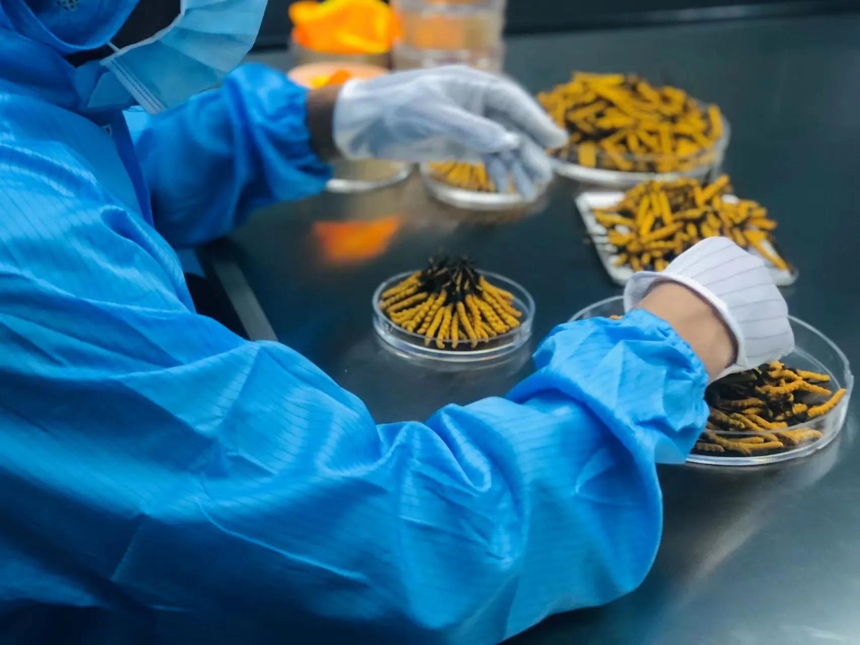 The main components and identification methods of Cordyceps sinensis ...