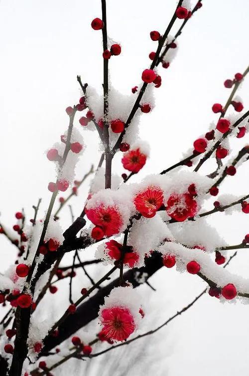 Metrical Poetry·Xuemei Han Sui - iNEWS