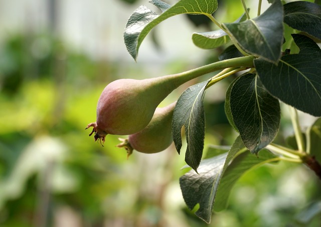 How to prune pear trees at the early fruit stage to increase early ...