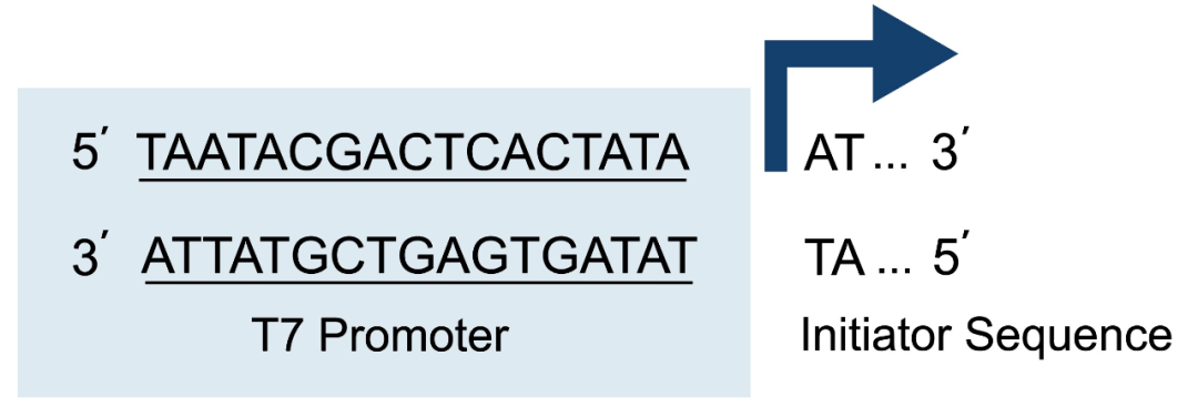 Self-developed mRNA one-step co-transcription cap analog - iNEWS - Page 2