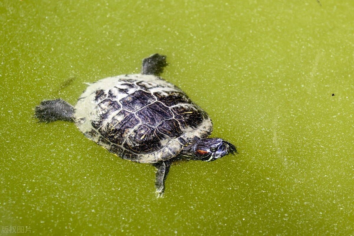 Will the little turtle be raised? - iNEWS