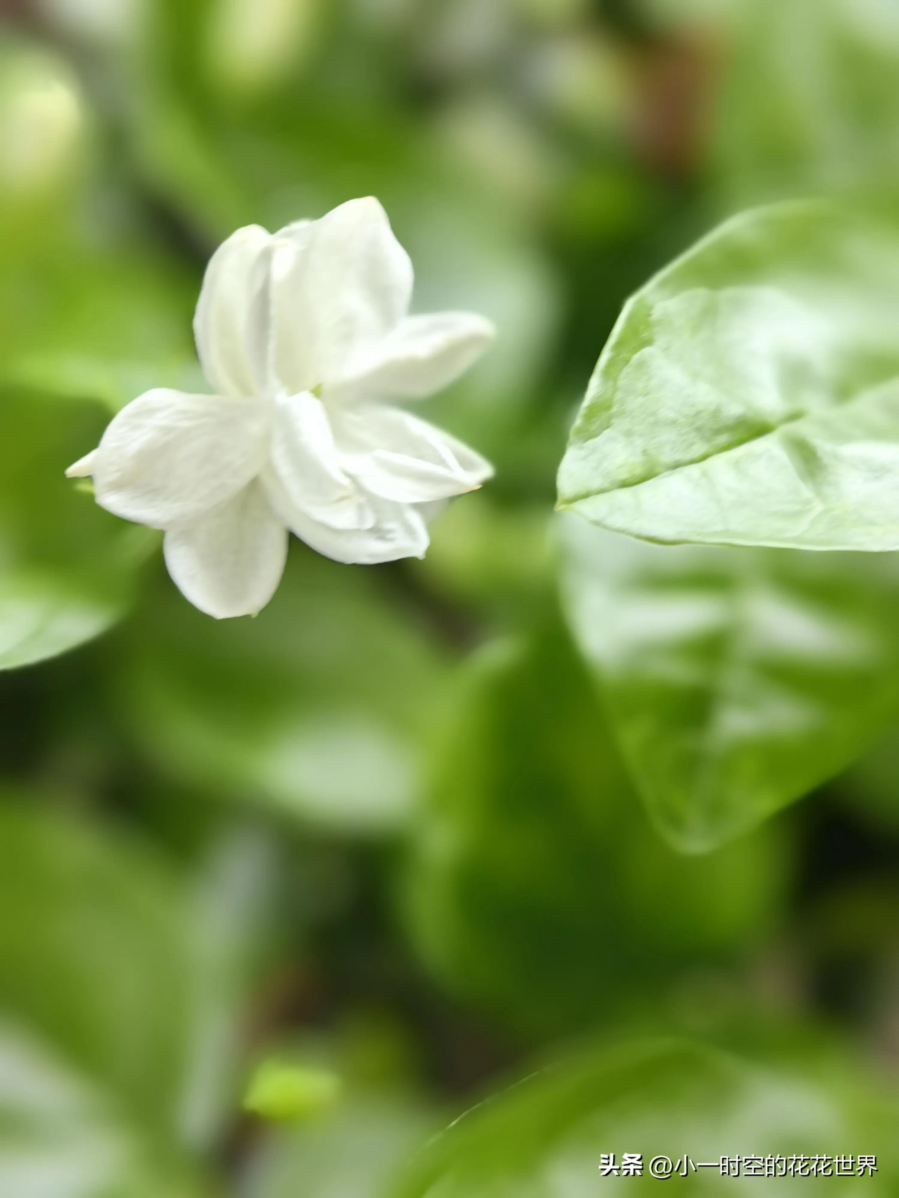 The World of Flowers: Jasmine, the most beautiful color in summer, has ...