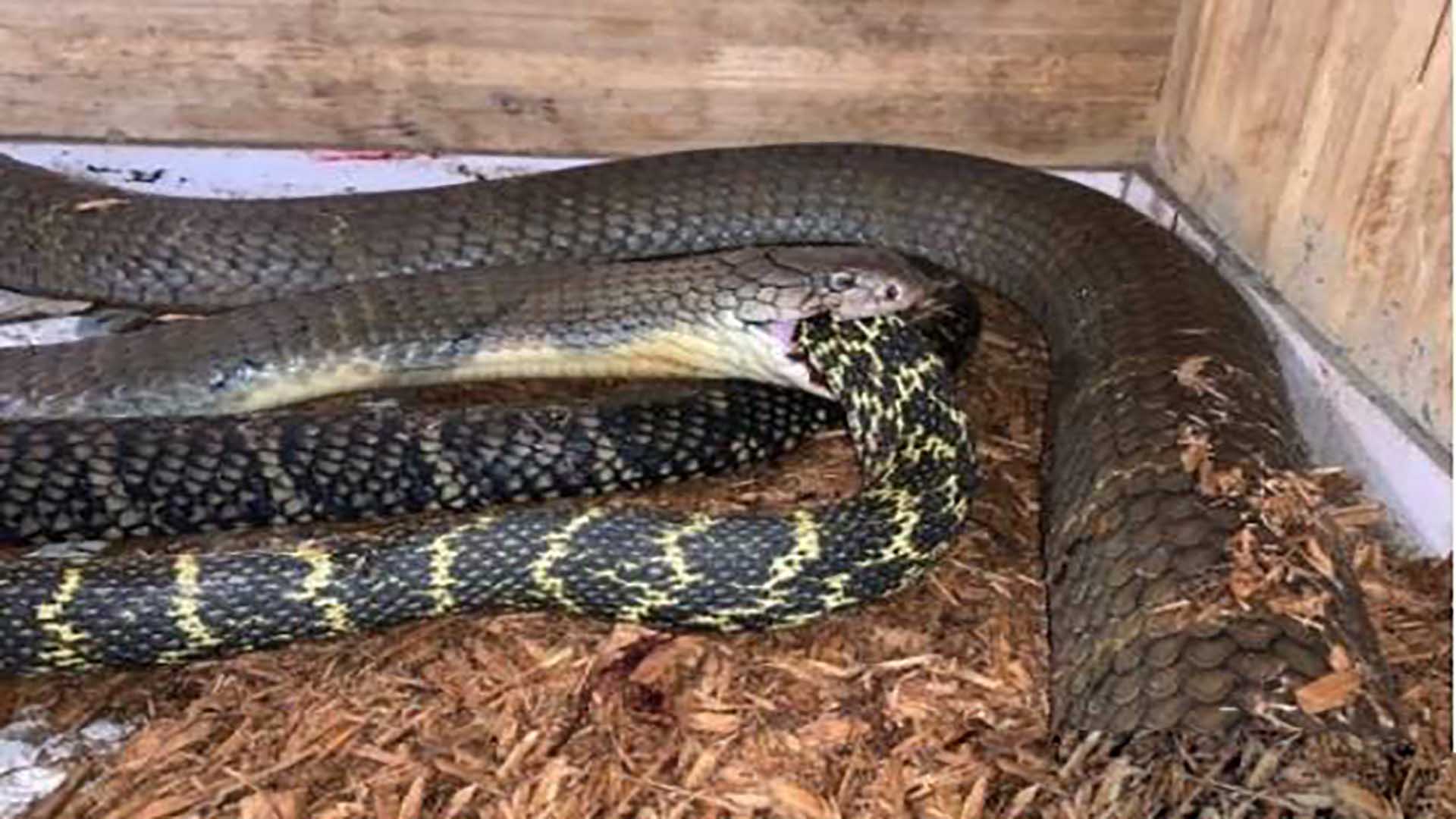 Why is the five-step snake more feared than the king cobra?Man almost ...