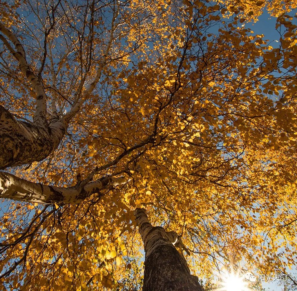 Photography by Lei Shengxiang: Golden Autumn on the Bashang - iMedia