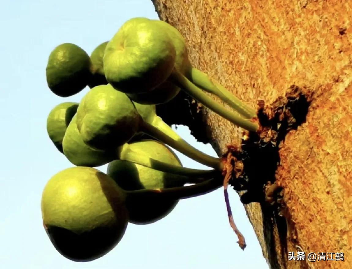 People call it "milk tree", each tree can produce 3~4 liters of milk ...