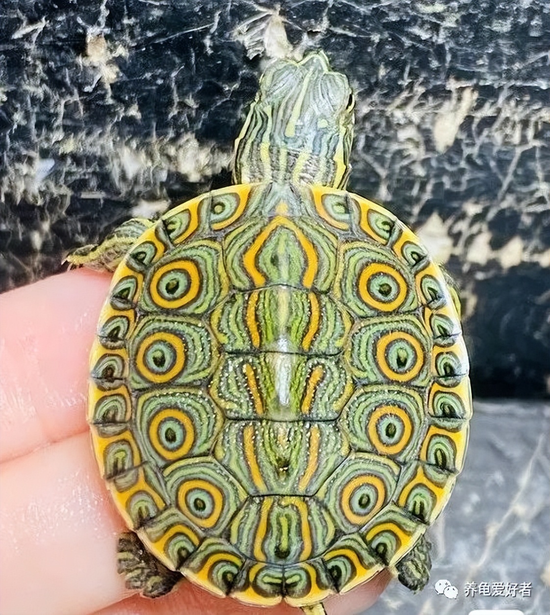 Have you grasped the core of turtle raising? How can you improve the ...