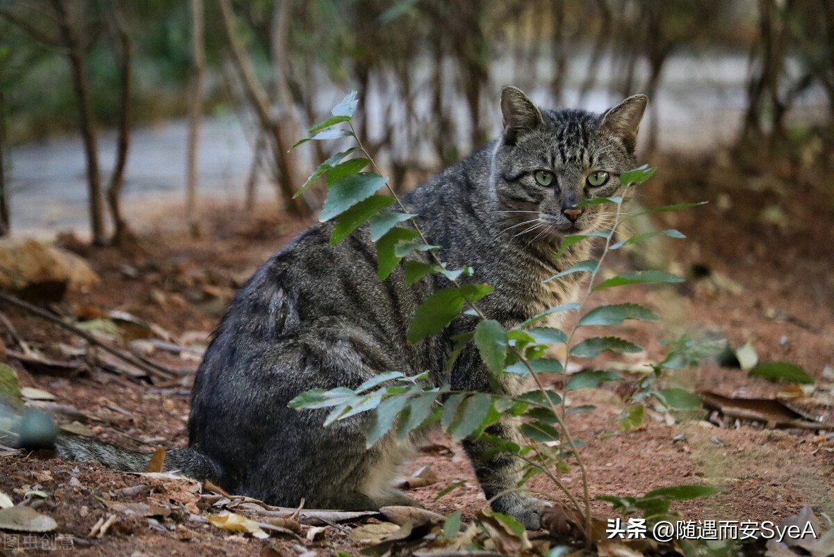 Fantastic Animals: Domestic Cats - iNEWS