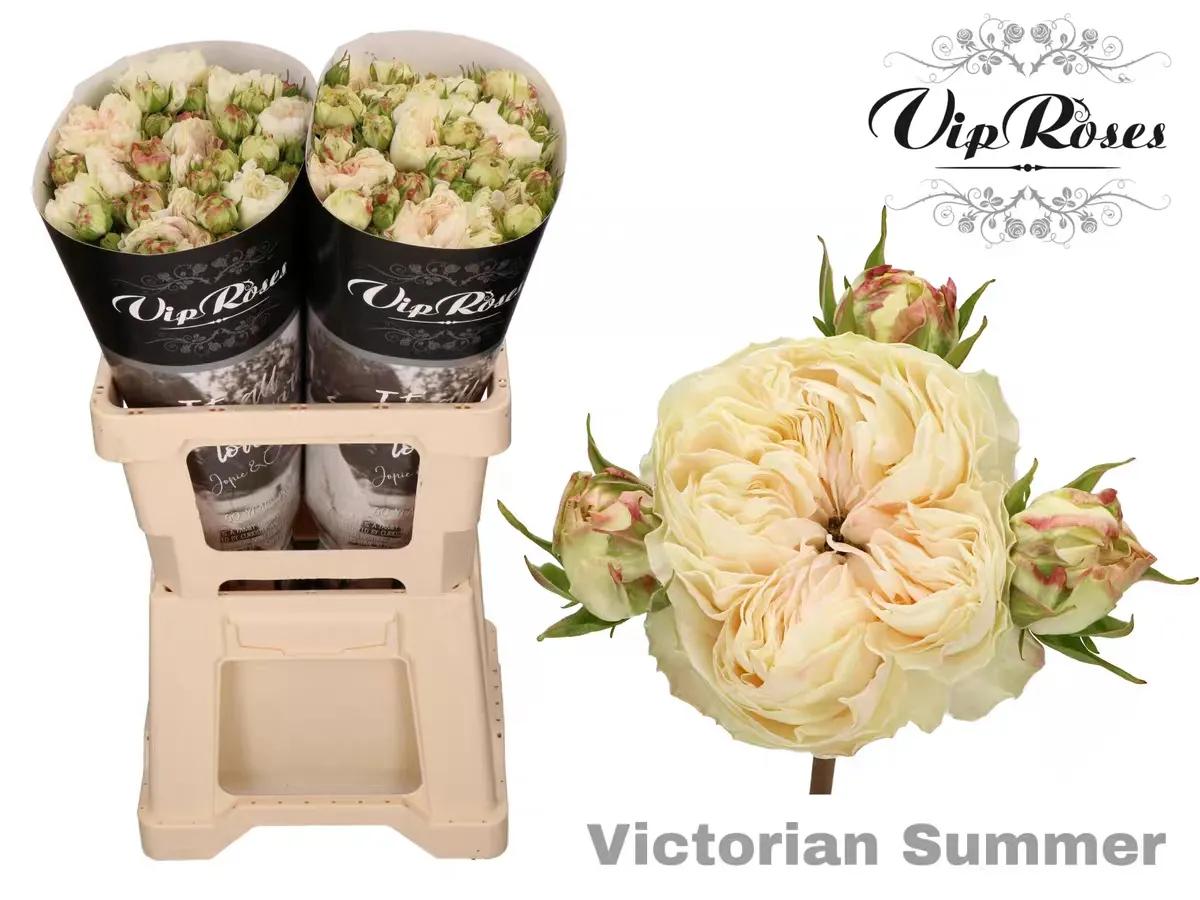 Victorian Summer - iNEWS
