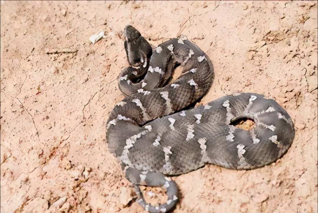 Spring is coming, snakes are going out of their holes, and 4 kinds of ...