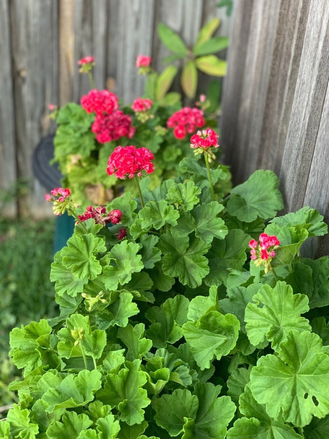"3 tips" for planting geraniums, fast growth, more blooms, beautiful ...