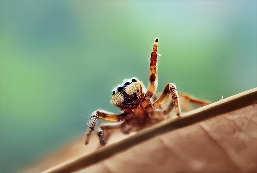 Hunters of Sight in the Spider World: The Mystery of the Leaping ...