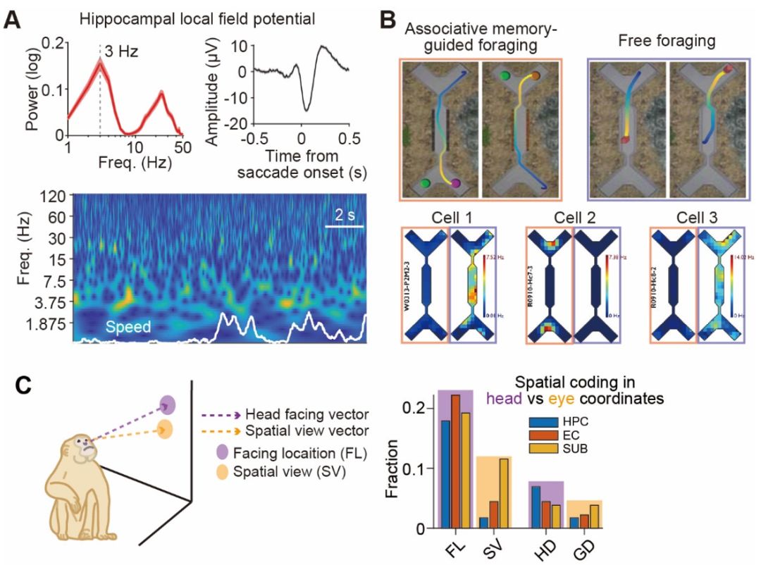 NB: Researcher Mao Dun from the Center of Excellence for Brain ...