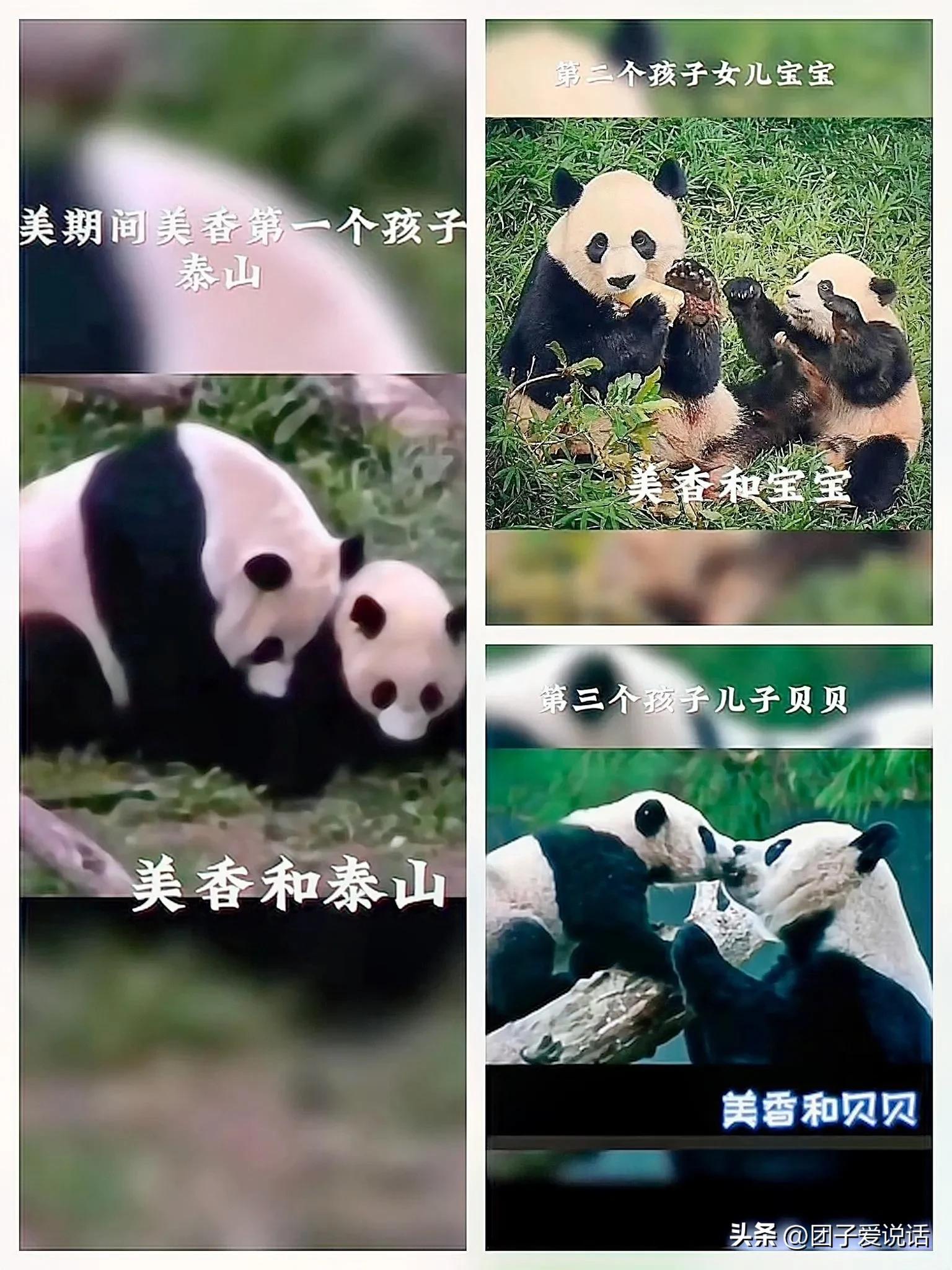 The story about "Mei Xiang", a giant panda living in the United States ...
